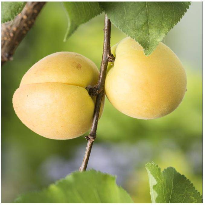 Abricotier 'Bergeron' : taille en demi-tige, en pot - Pot de 10 litres ...