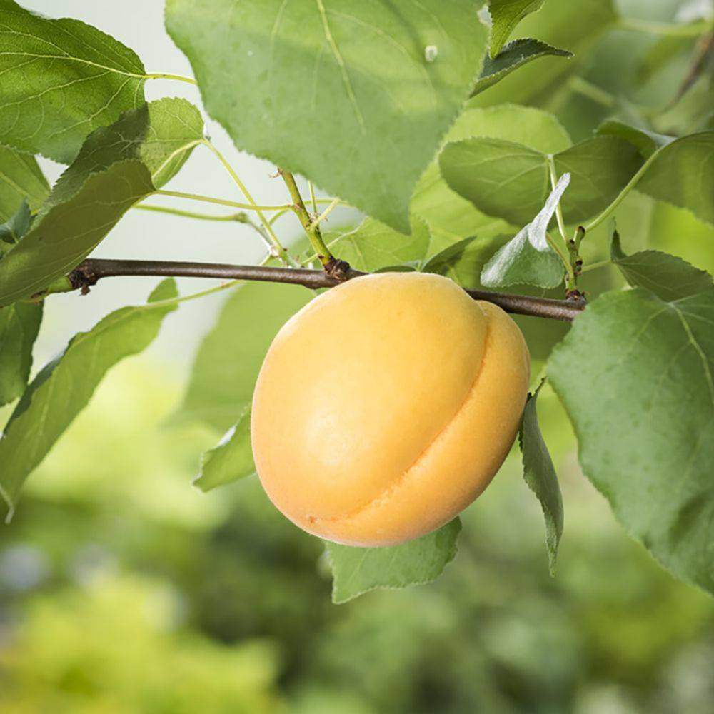 Abricotier 'Bergeron' : taille en demi-tige, en pot - Pot de 10 litres ...