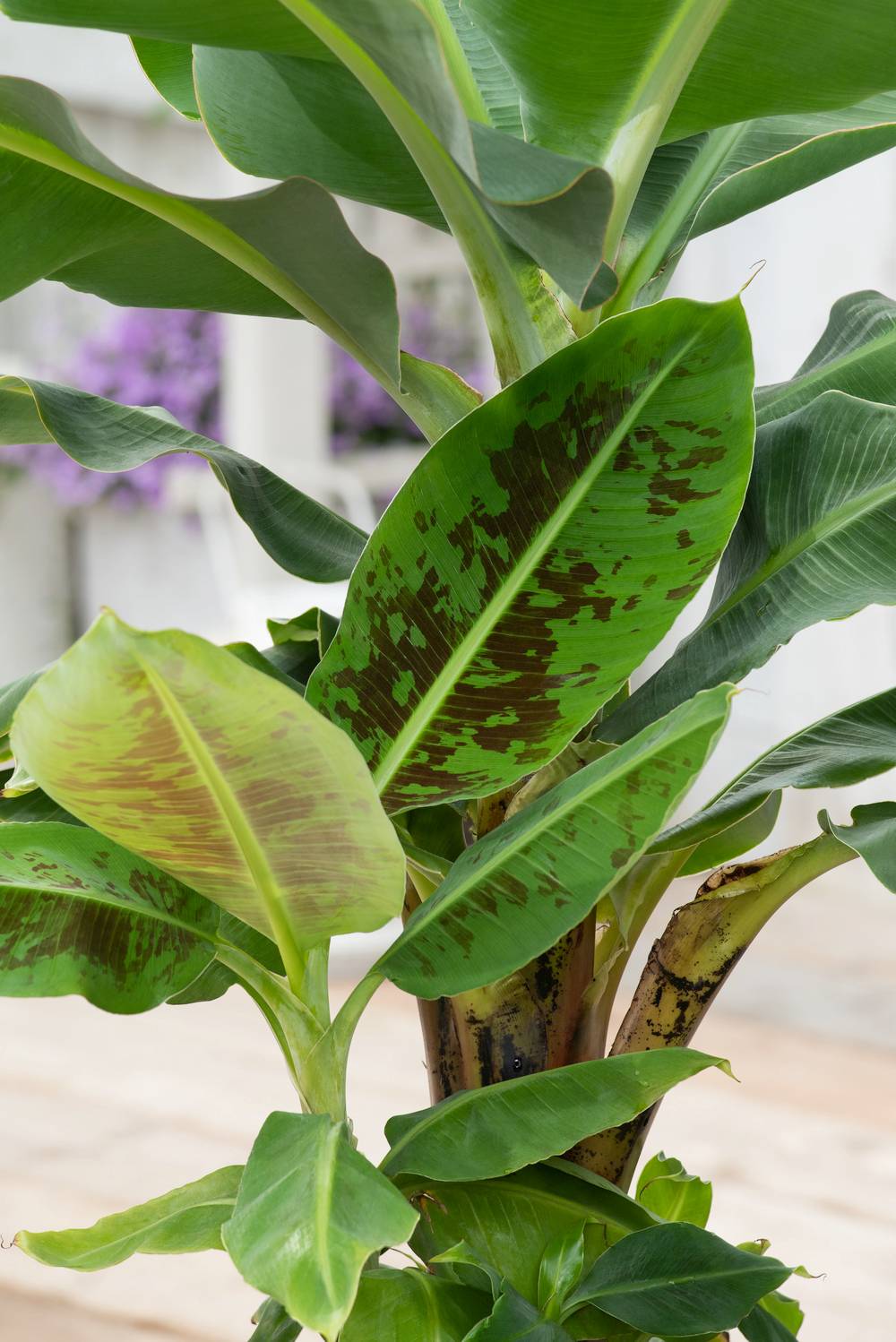 Musa acuminata 'Dwarf Cavendish' - Bananier - Jardiland