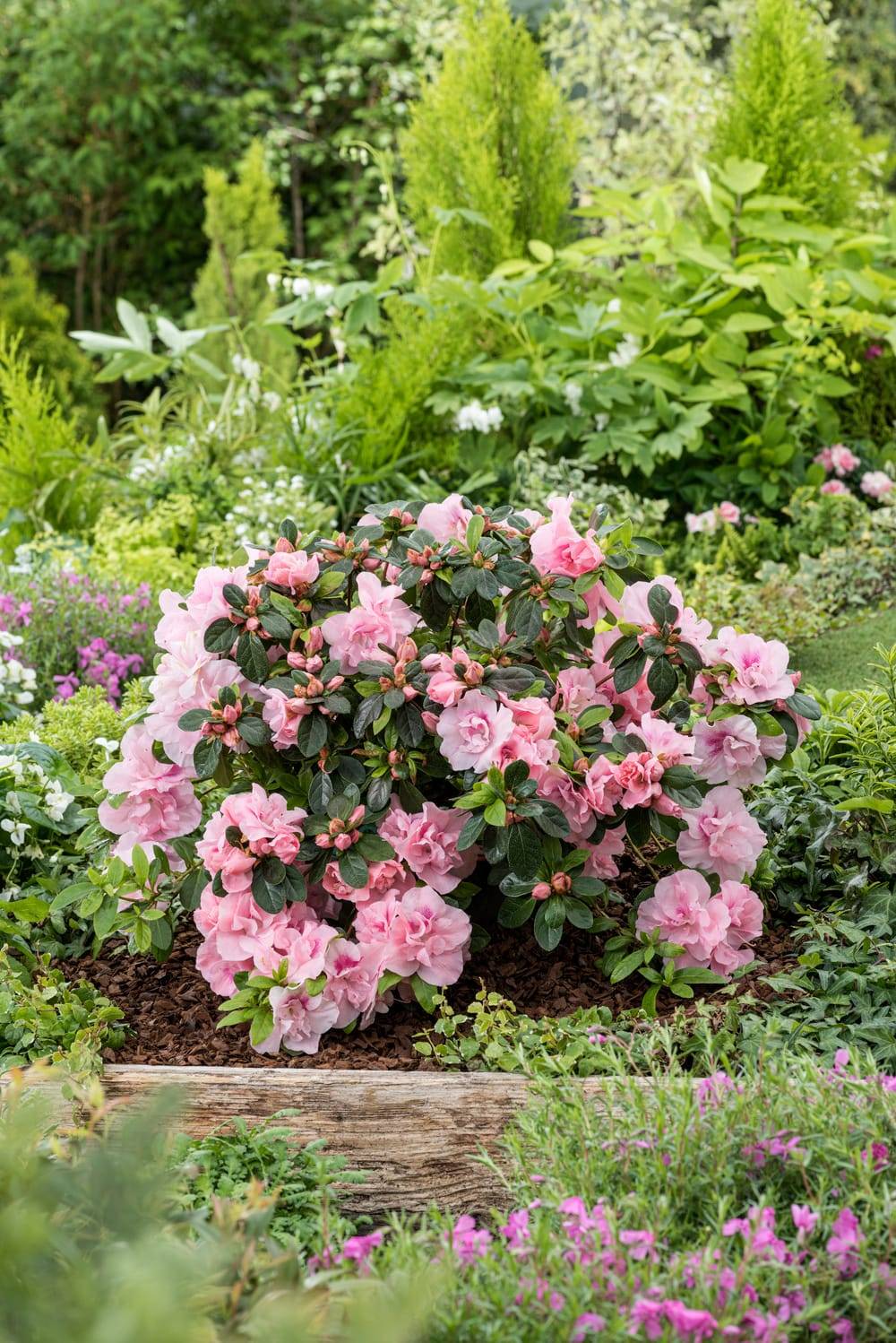 Azalea japonica 'Nancy of Robin Hill' - Azalea de Japón - Maceta de 3 ...
