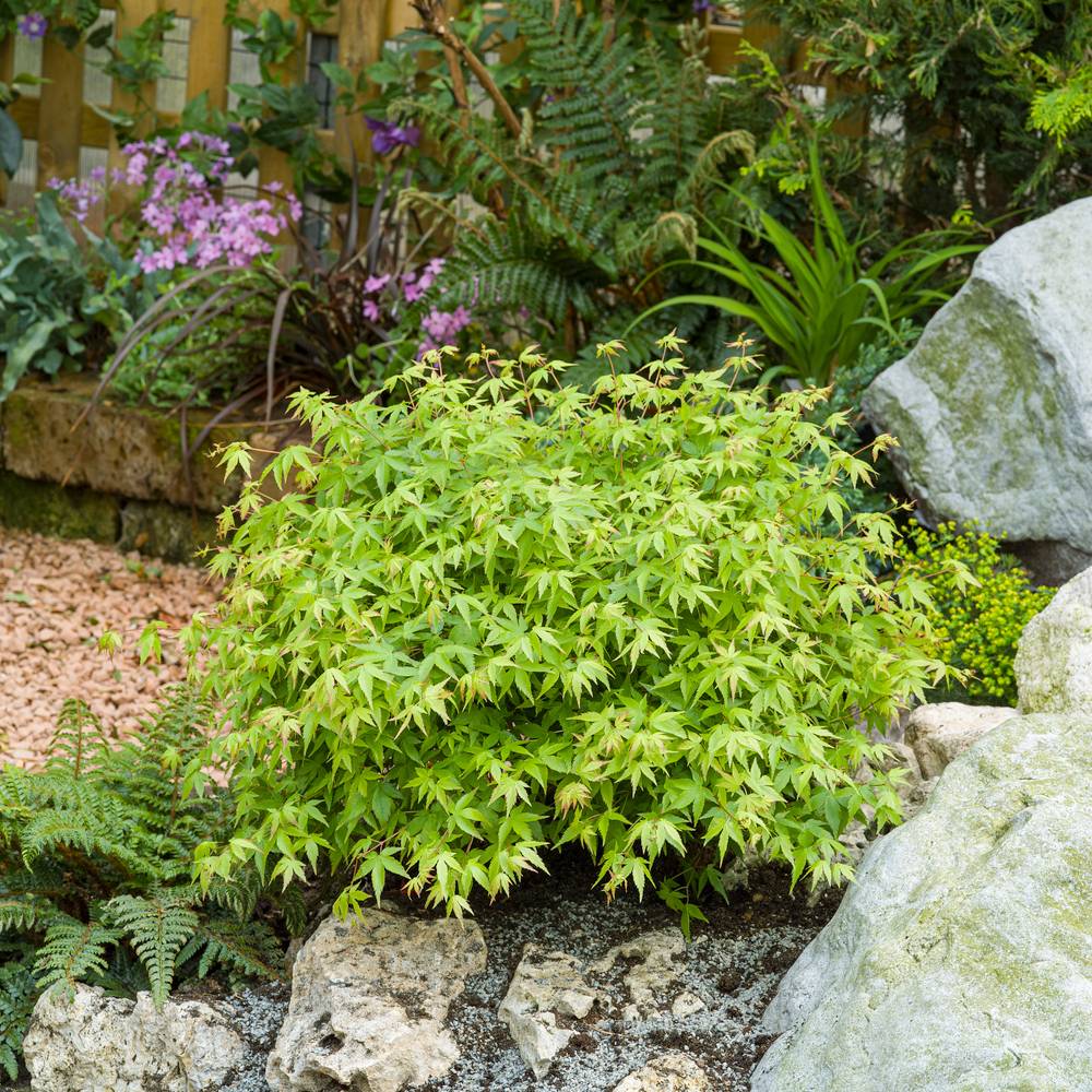 Acer palmatum 'Little Princess' - Érable du Japon - Pot de 5 litres ...