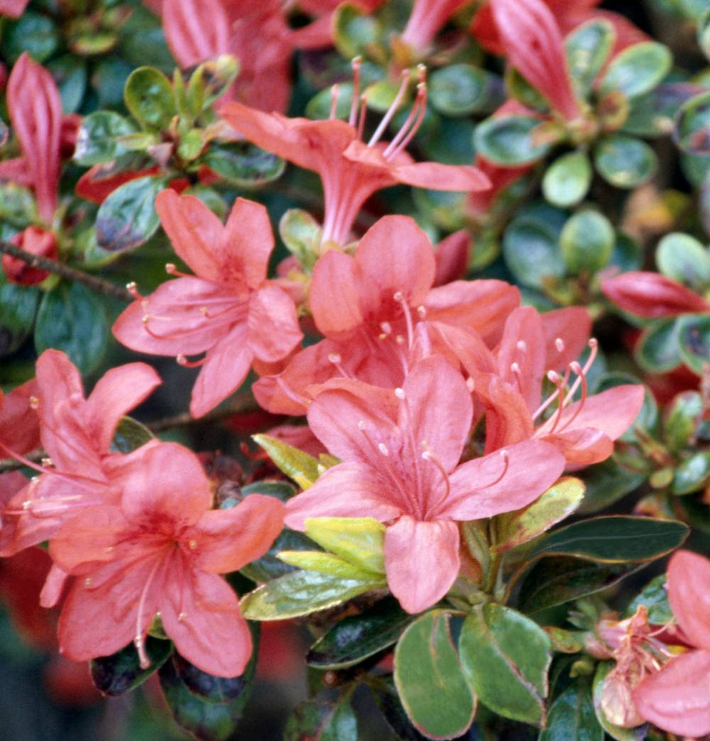 Azalea japonica 'Sakata Red' - Azalea de Japón - Maceta de 3 litros ...