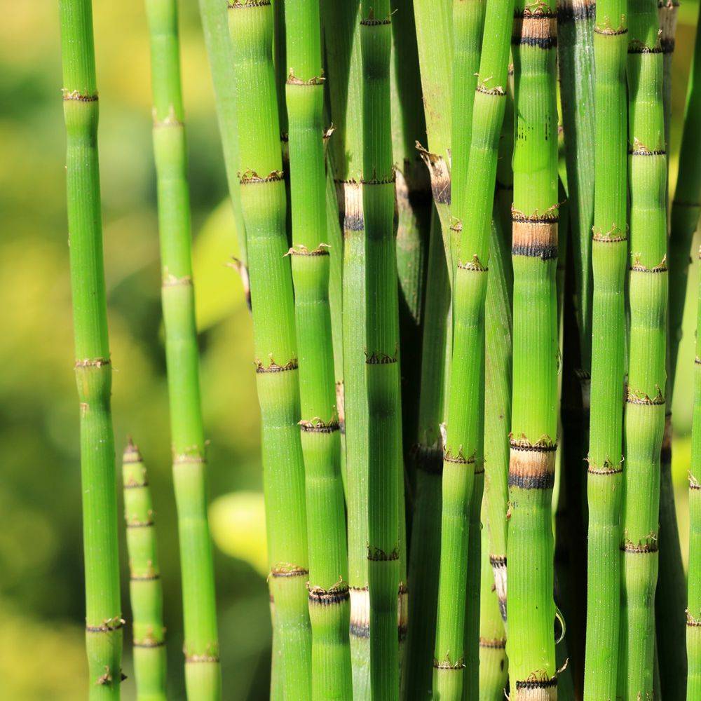 Equisetum hyemale - Prêle des rivières - POT 14CM - Jardiland